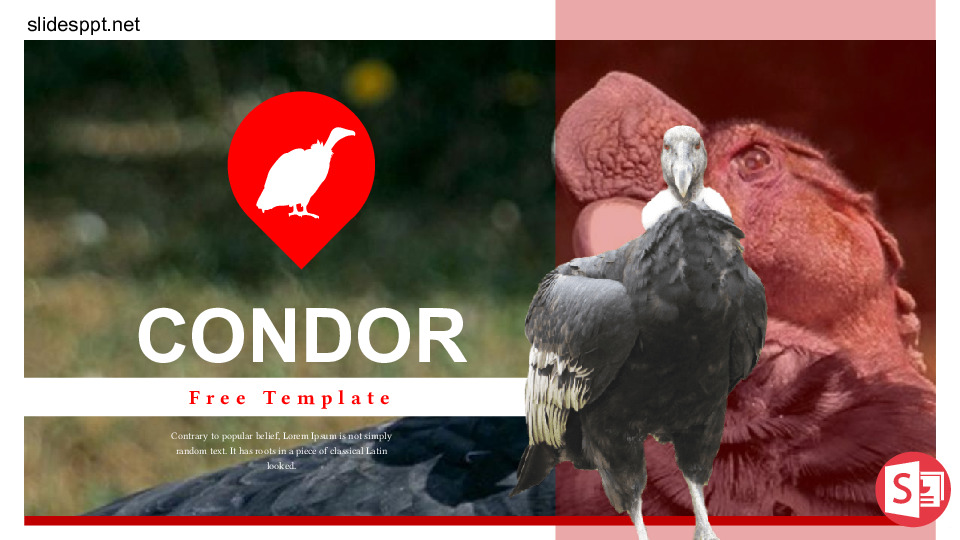 ایران فایلز | قالب پاورپوینت پرندگان Condor Template
